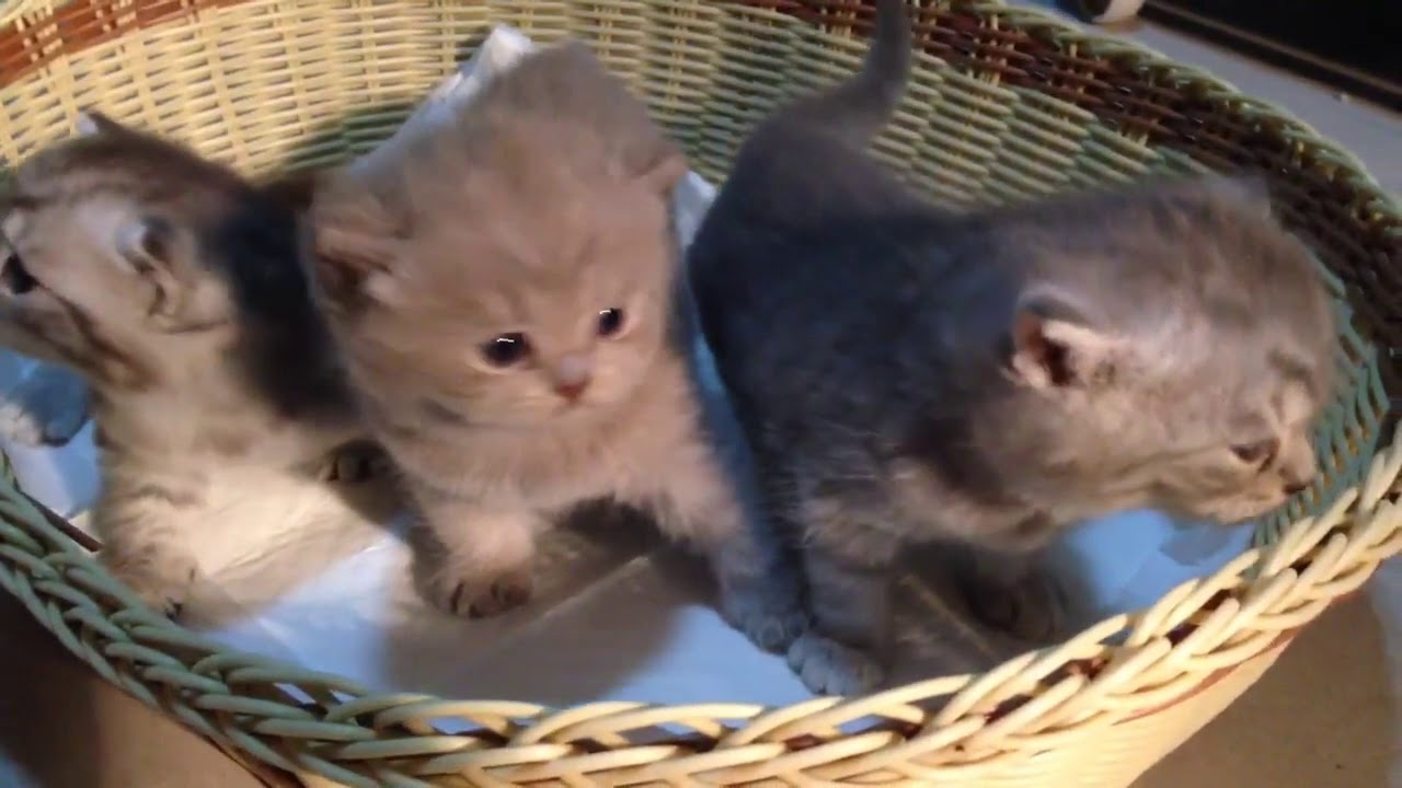 Loads of kittens playing in Bowls - YouTube