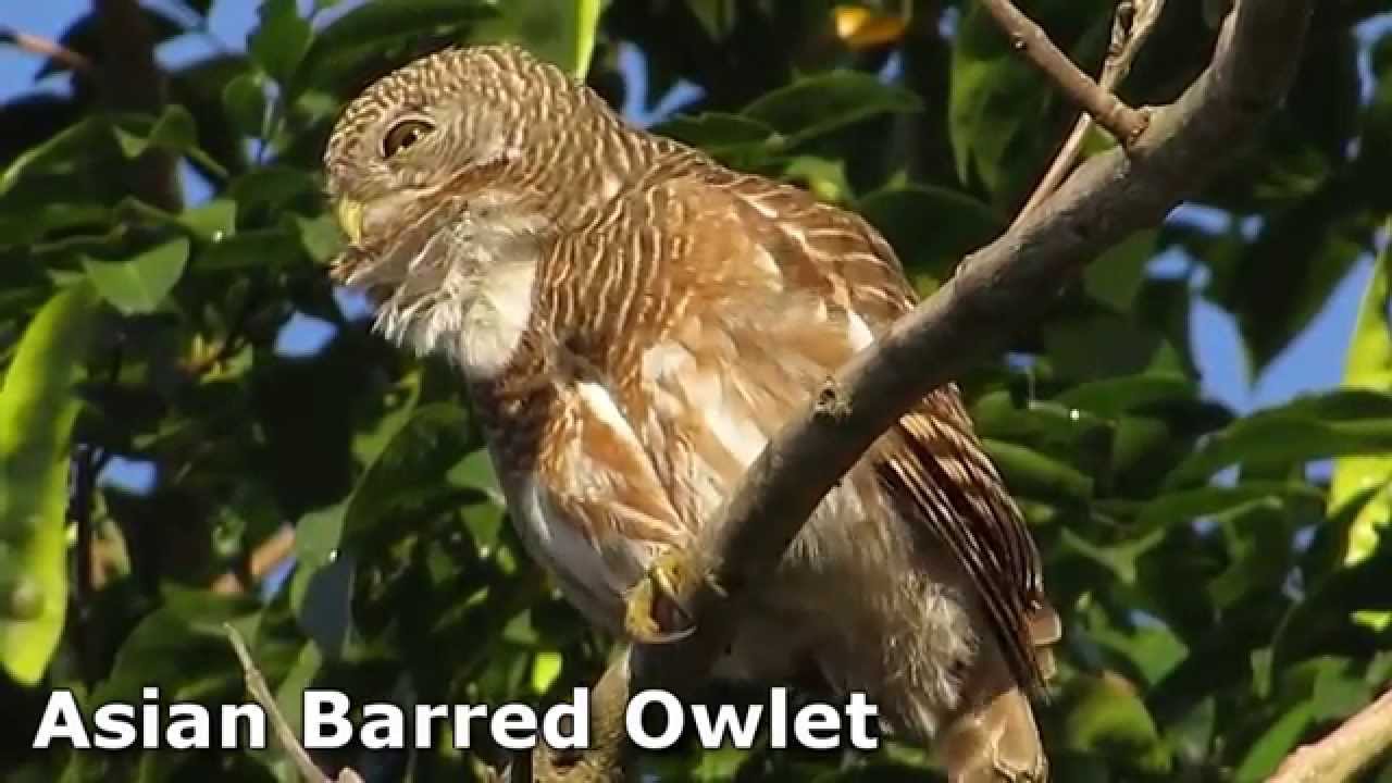 🦜 Asian Barred Owlet (calling) - Birdwatching Thailand 🦉 - YouTube