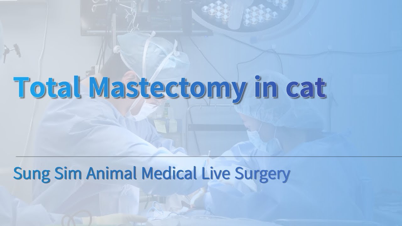 (Warning) Total Mastectomy in cat Sung Sim Animal Medical Live Surgery ...