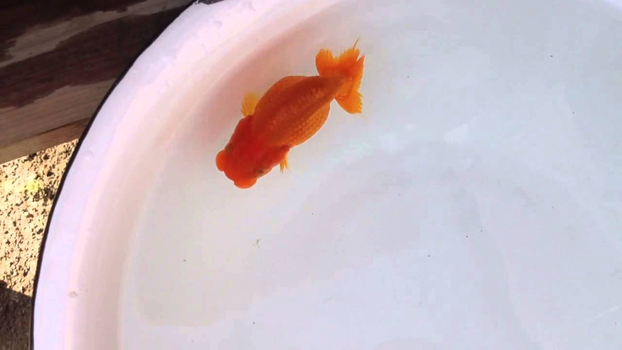 Japanese Top View Ranchu - YouTube