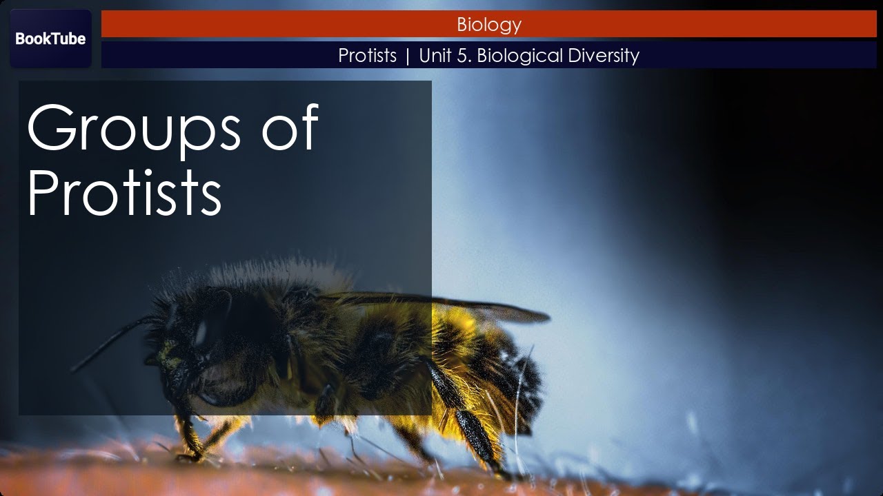 Groups of Protists | Protists | Unit 5. Biological Diversity - YouTube