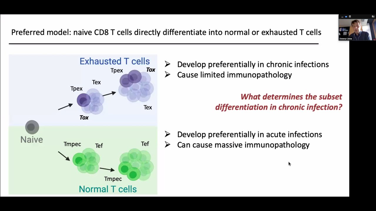Differentiation and maintenance of exhausted T cell populations by Dr ...