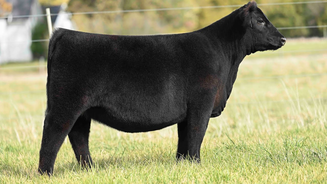 Dameron Angus: Lot 9 - YouTube