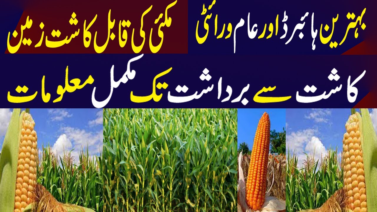 Hybrid Maize Cultivation | Maize Farming in Pakistan | مکئی کی کاشت ...