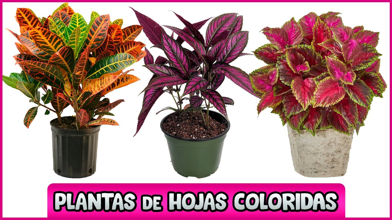 10 Plantas Con Hojas De Colores Únicos Youtube