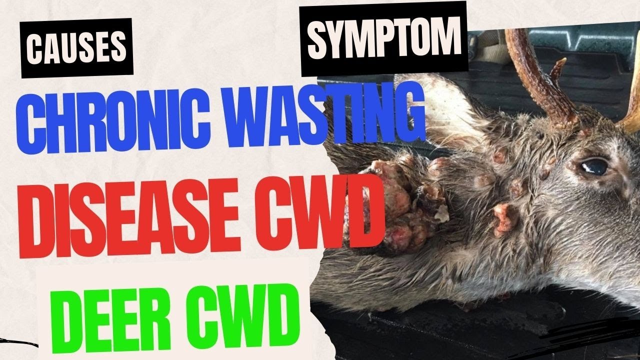 Chronic Wasting Disease, CWD, Deer, @Soudawellness - YouTube