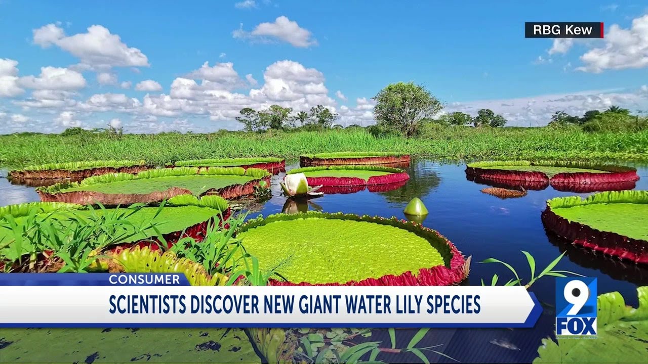 Scientists discover new giant water lily species - YouTube