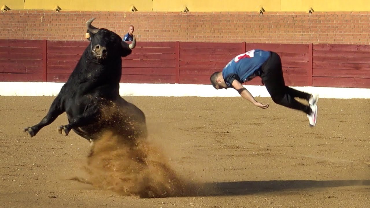 Fuentesaúco Concurso de Cortes con Toros Bravos - YouTube