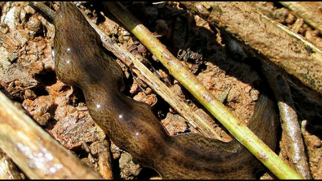 Flesh-Eating 'Obama Worm' Invading Europe Through Spain, Threatens ...