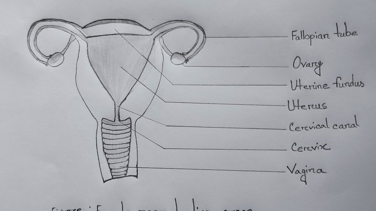 How to draw female reproductive organ //Biology drowing //Anatomy and ...