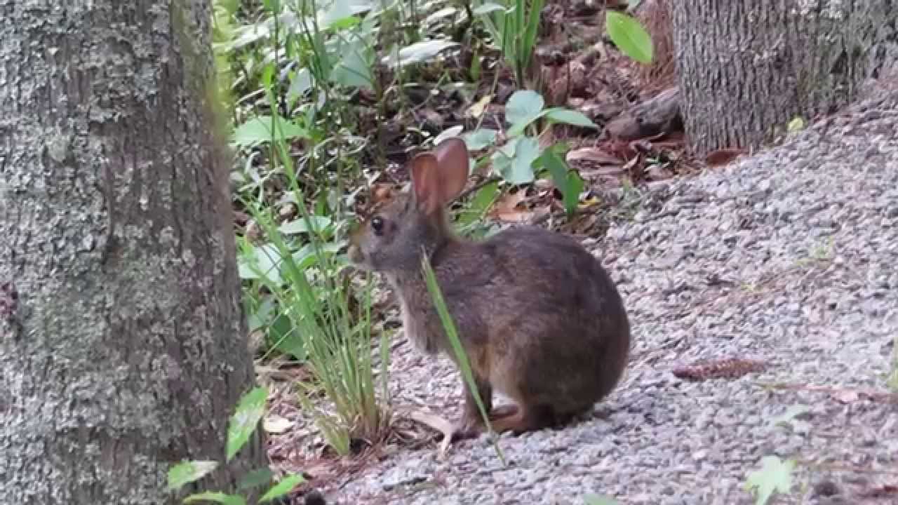 Eastern Cottontail Rabbit Stands on Hind Legs! Audubon Swamp Charleston ...