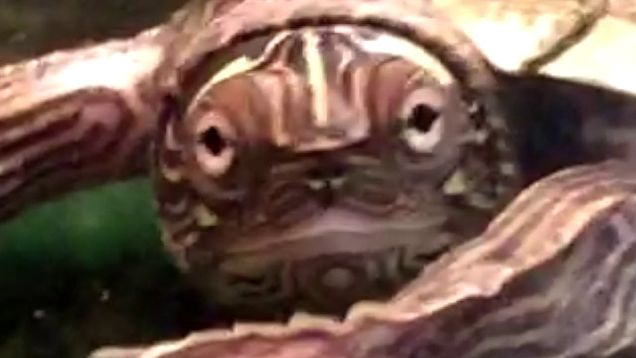 Turtle dabbing - YouTube