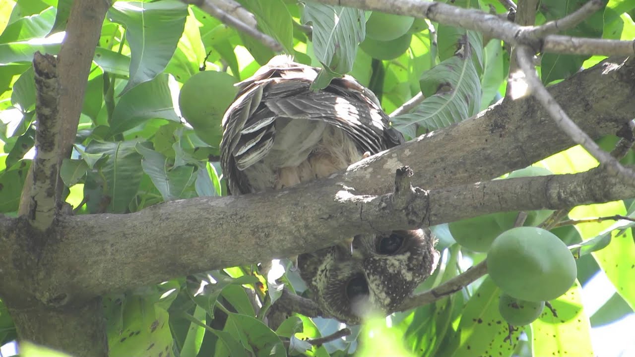 Birdwatching Colima | Mottled Owl - YouTube