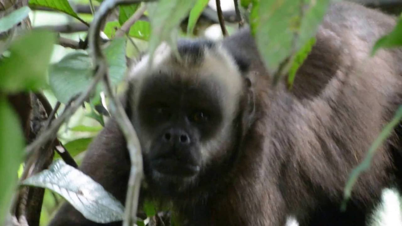 Rainforest live: Brown capuchin monkey vs ants - YouTube