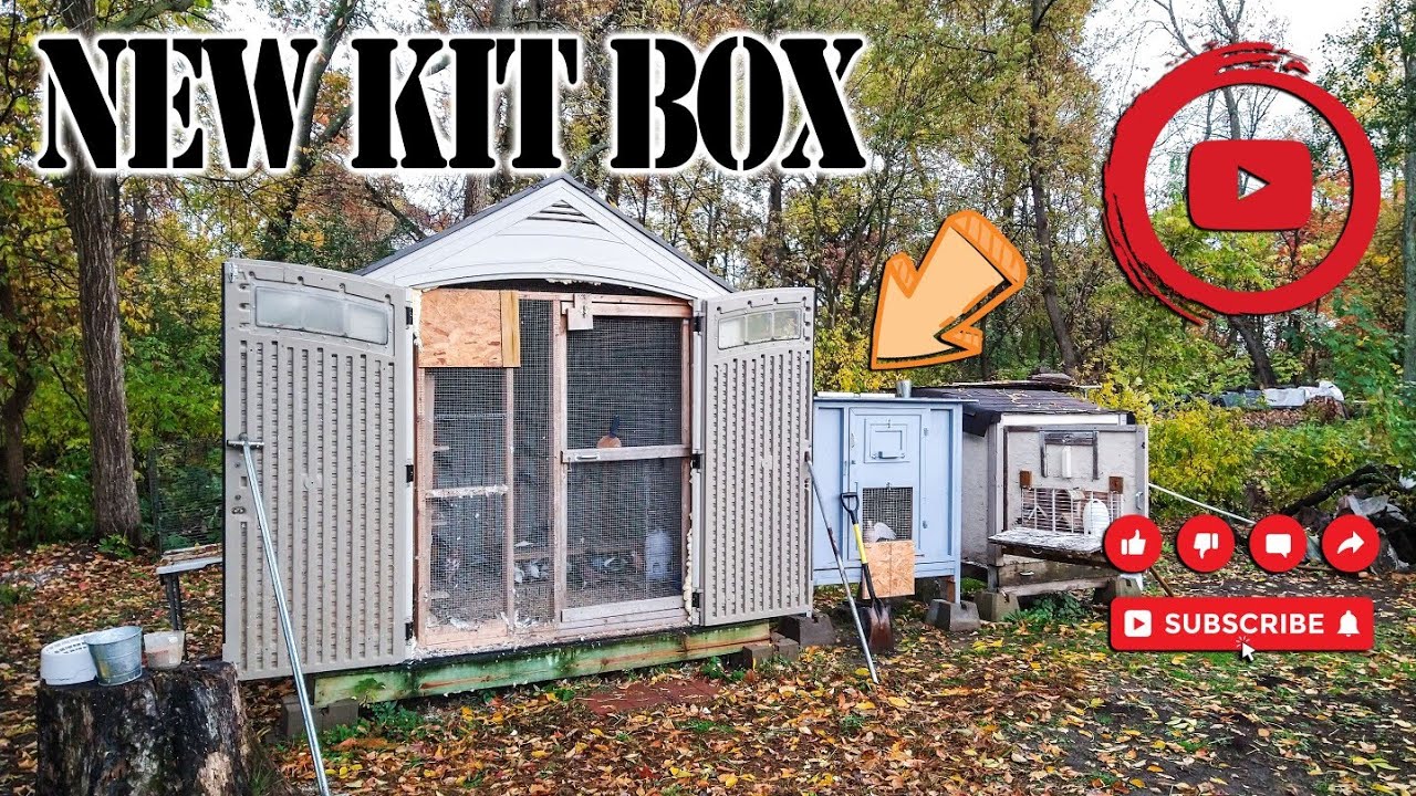 New Kit Box (Birmingham Roller Pigeons) - YouTube