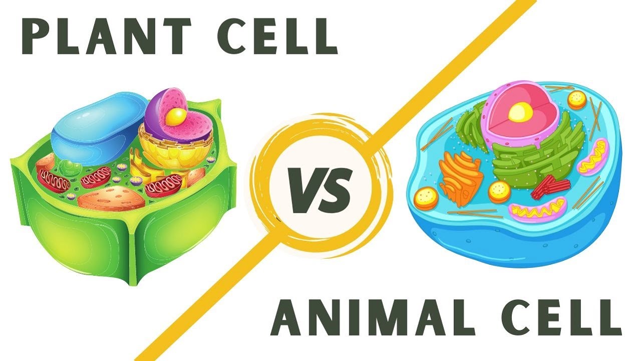 10 Differences Between Plant Cell and Animal Cell (with Comparison ...