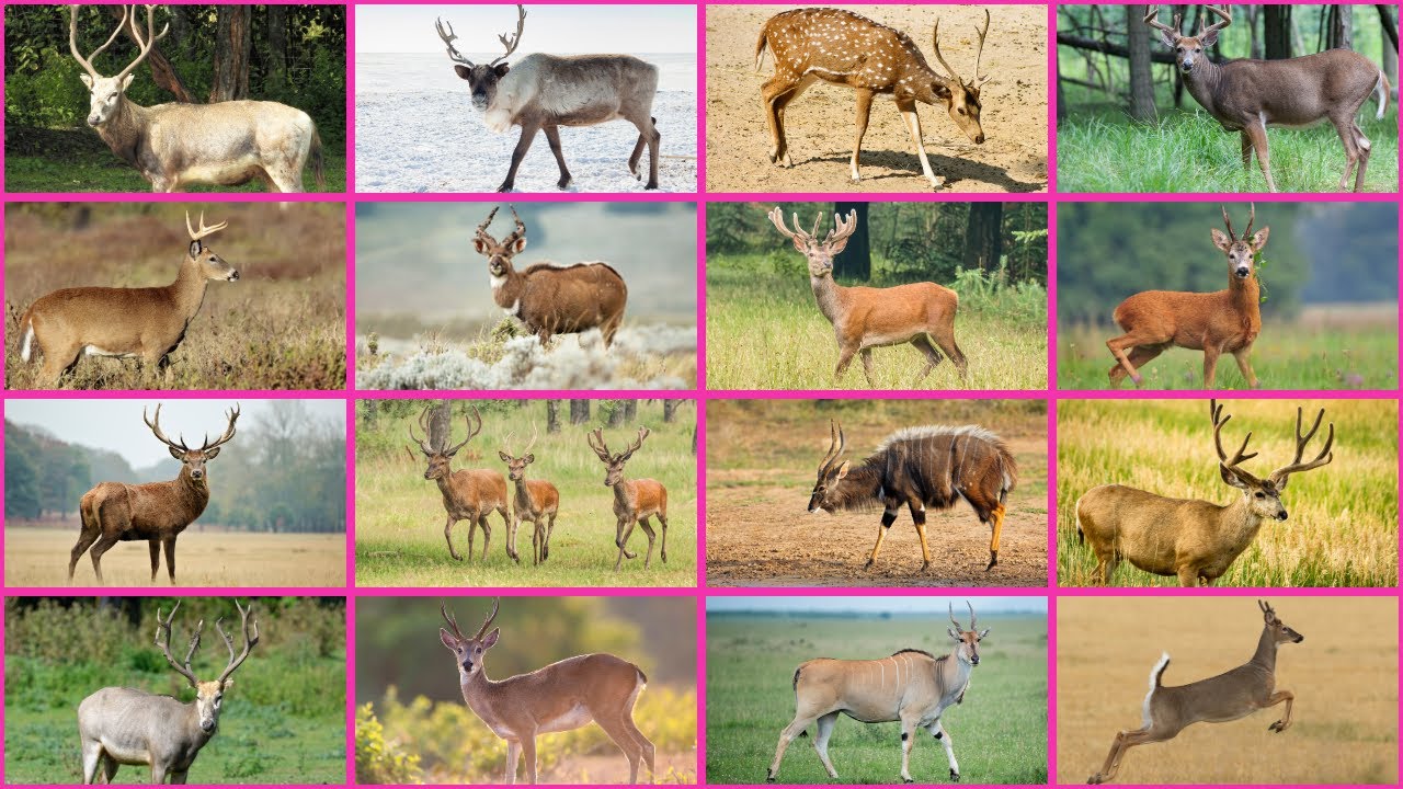 Discover the Most Stunning Deer Species on Earth! - YouTube