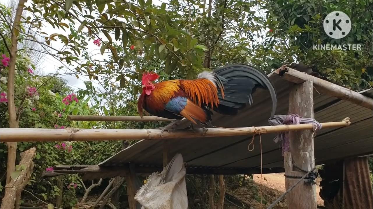 coj peb lo saib qaib cuab nyiam nug tau nawb - YouTube