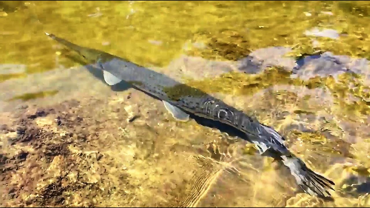 Gar, Snakehead, and Bass! What You've Missed Since 2016 - YouTube