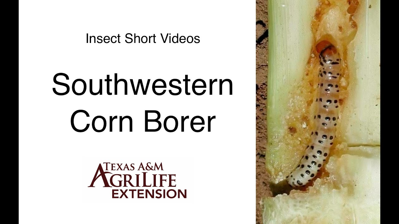 Southwestern corn borer in Texas Corn (2:24) - YouTube