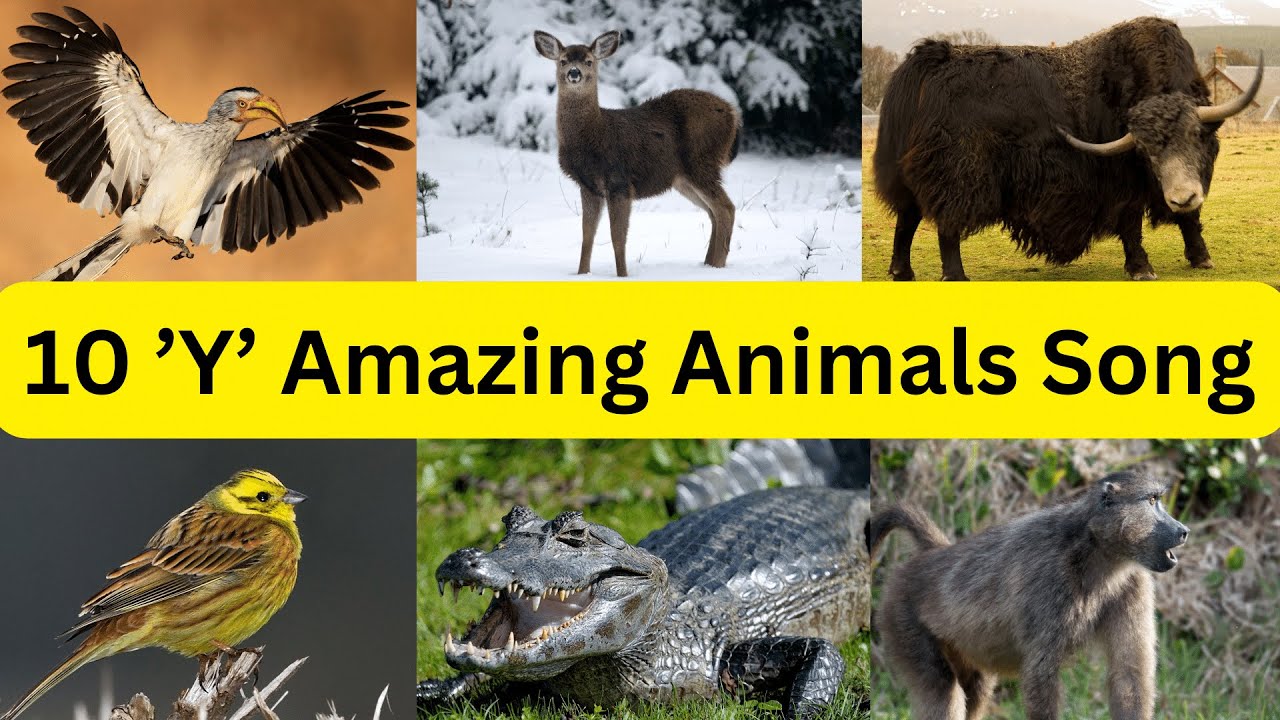 "Yay for Animals: 10 Amazing Animals Starting with 'Y' Song for Kids ...