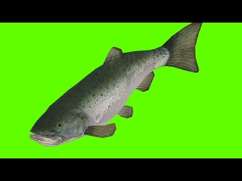 fish green screen video please like subscribe my channel - YouTube