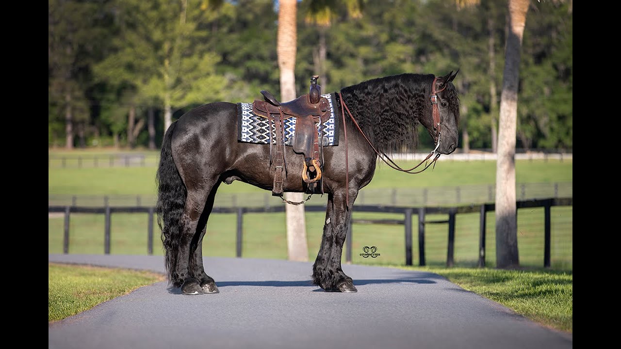 ROYAL - Friesian x Percheron cross gelding - YouTube