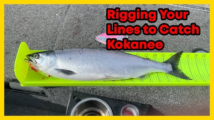Kokanee Salmon Fishing Techniques