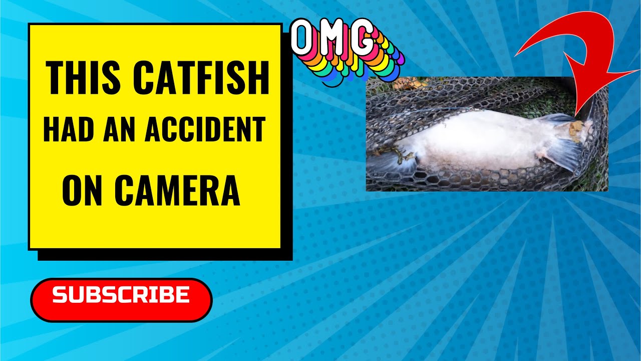 Don't Miss Out: Identifying Blue Catfish vs Channel Catfish - YouTube