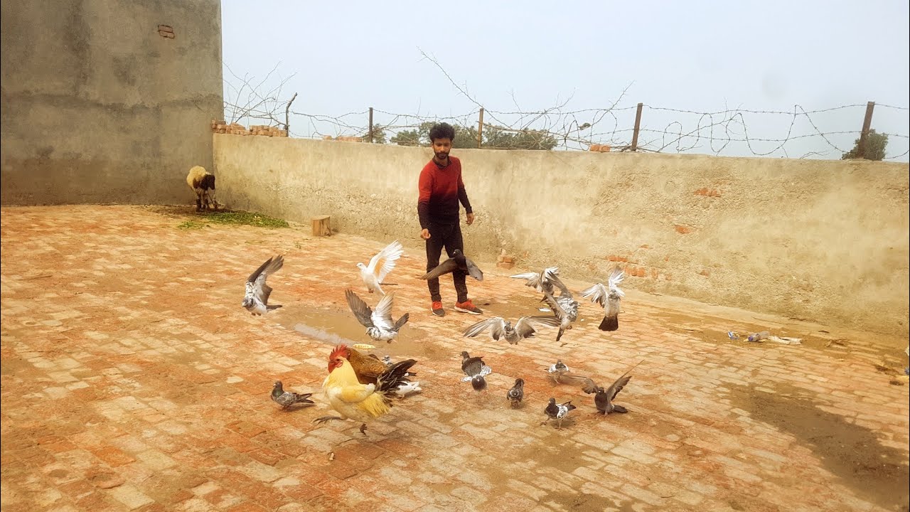 kabootro ke Par... But cut the pigeon #youtuber #ytstudio #onemillion ...
