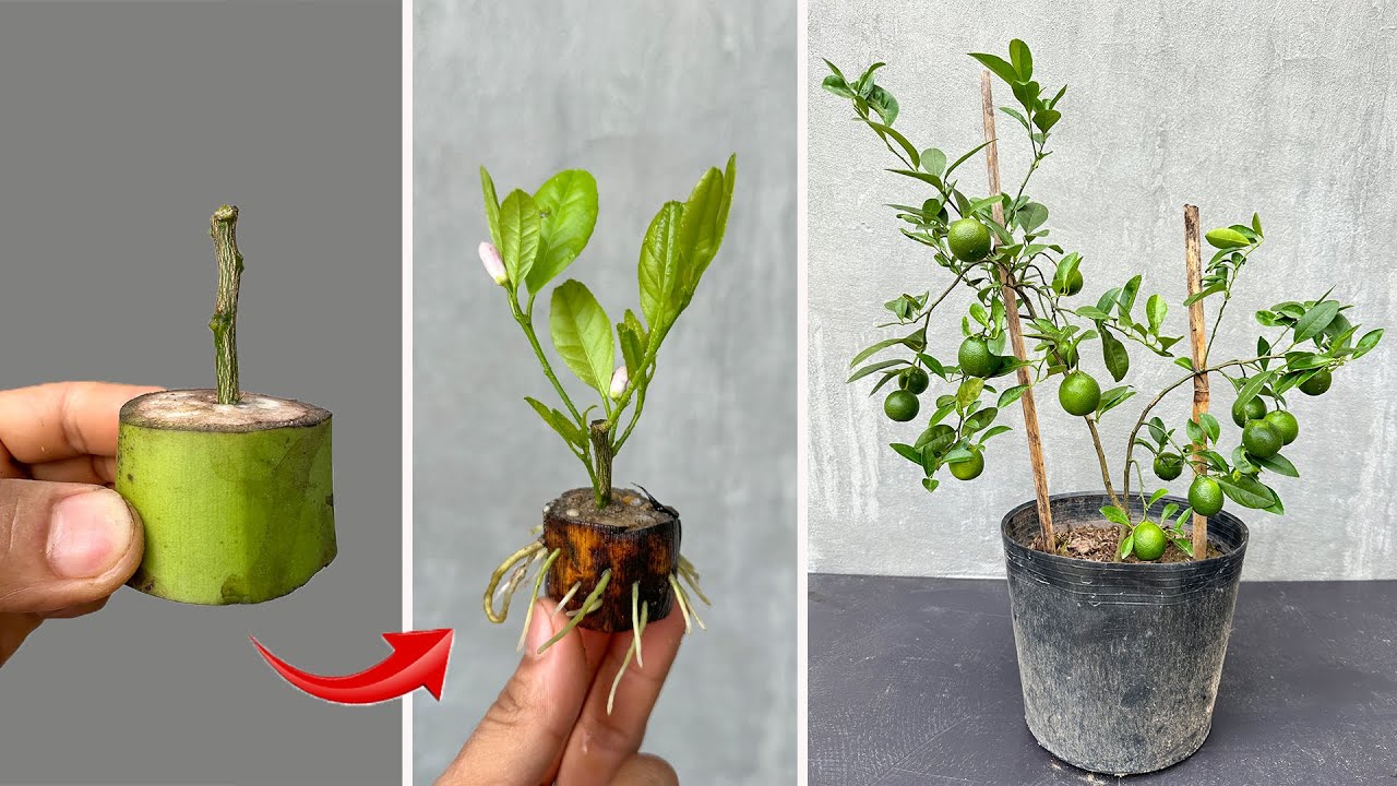 Grapefruit branch extraction method helps grapefruit trees grow quickly ...