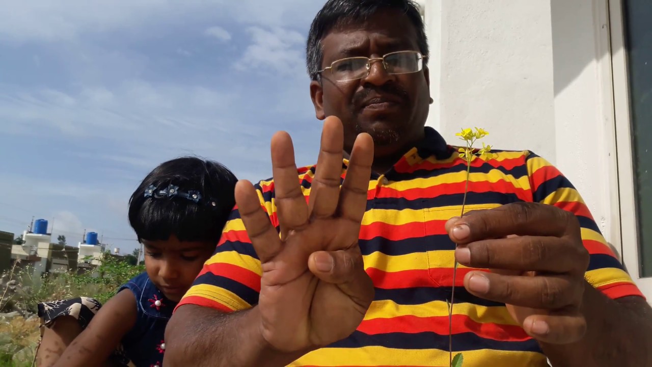 Mustard | Tetradynamous | Cruciform corolla | Siliqua fruit | Brassica ...