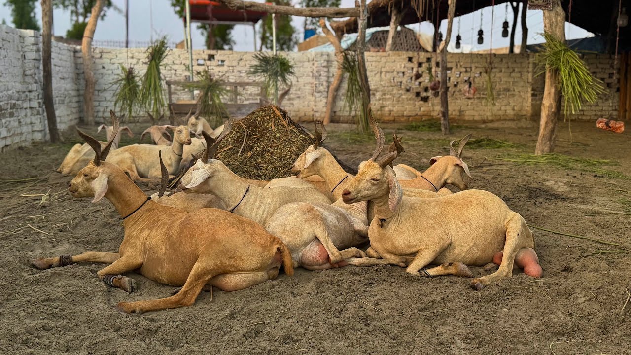 Silk Goats | Complete Documentary | Narejo Goat Farm - YouTube