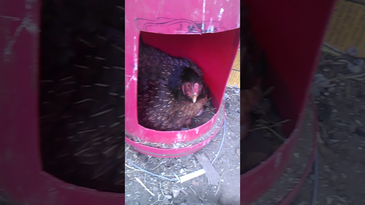 Gallina asil cobra - YouTube