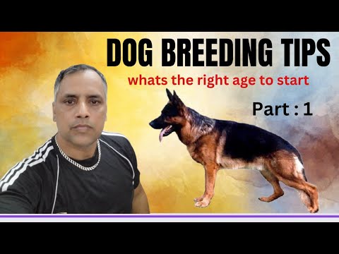 Dog breeding Tips : when to start breeding - YouTube