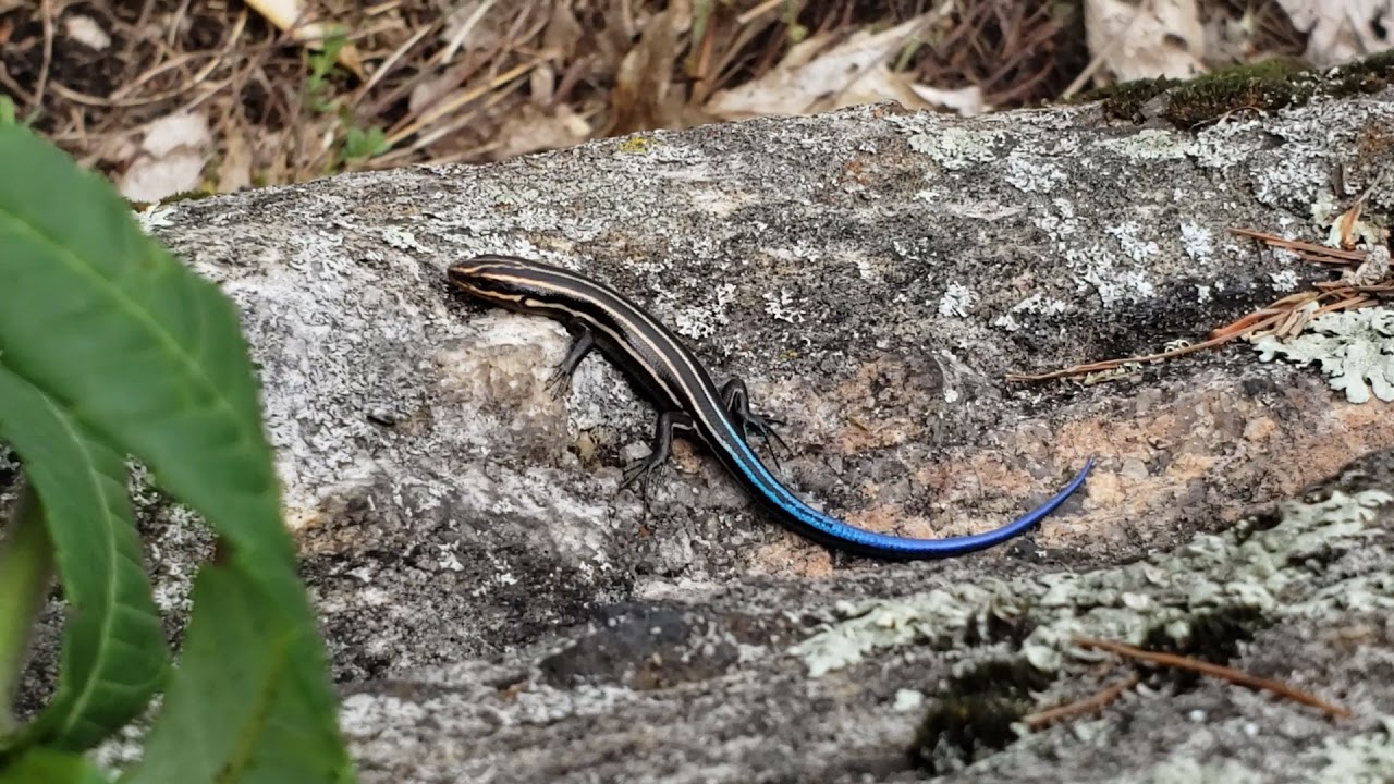 Skink - Ontario's Lizard - YouTube
