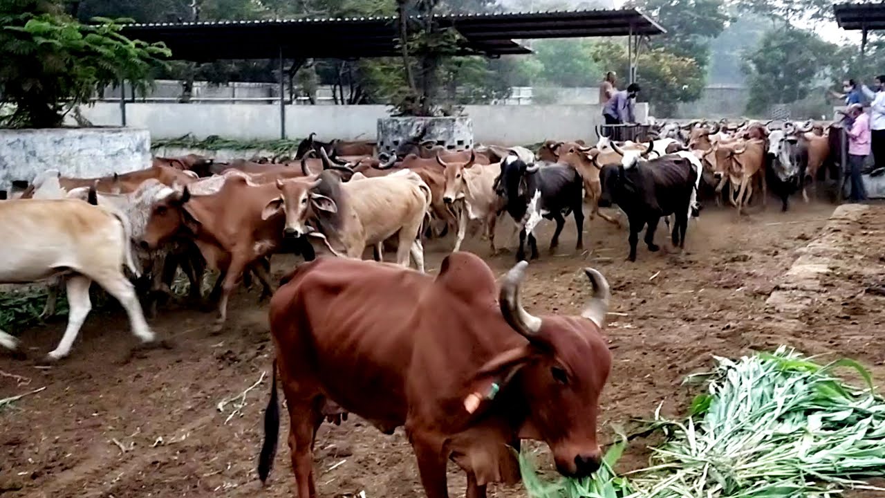kankrej cow ||गौशाला || gir cow videos|| Village Life in Gujarat HD ...