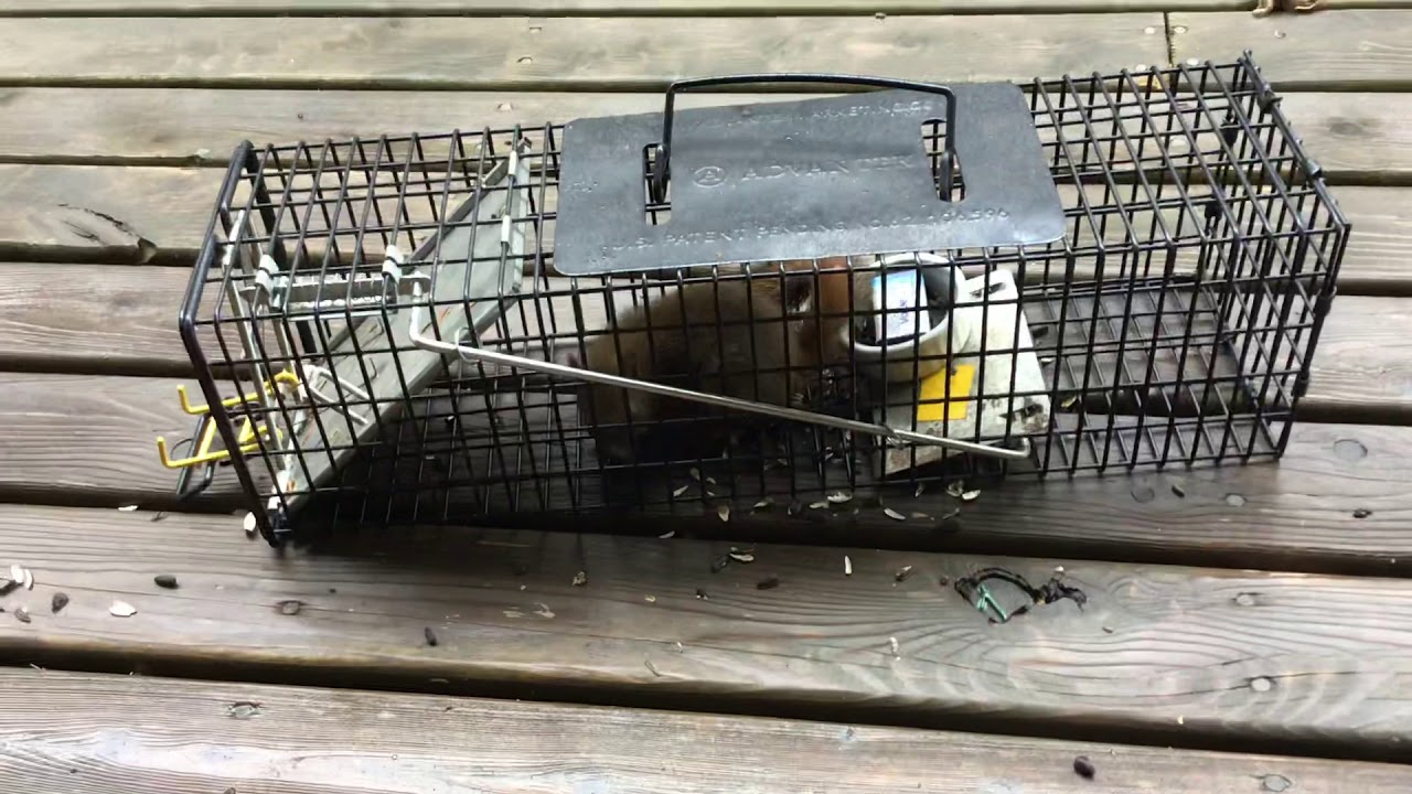 Squirrel going to Schurman’s Point PEI - YouTube