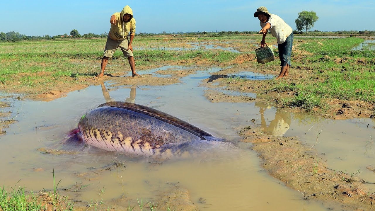Unbelievable Founding & Catch Big Fish In Mud Dry Season - YouTube
