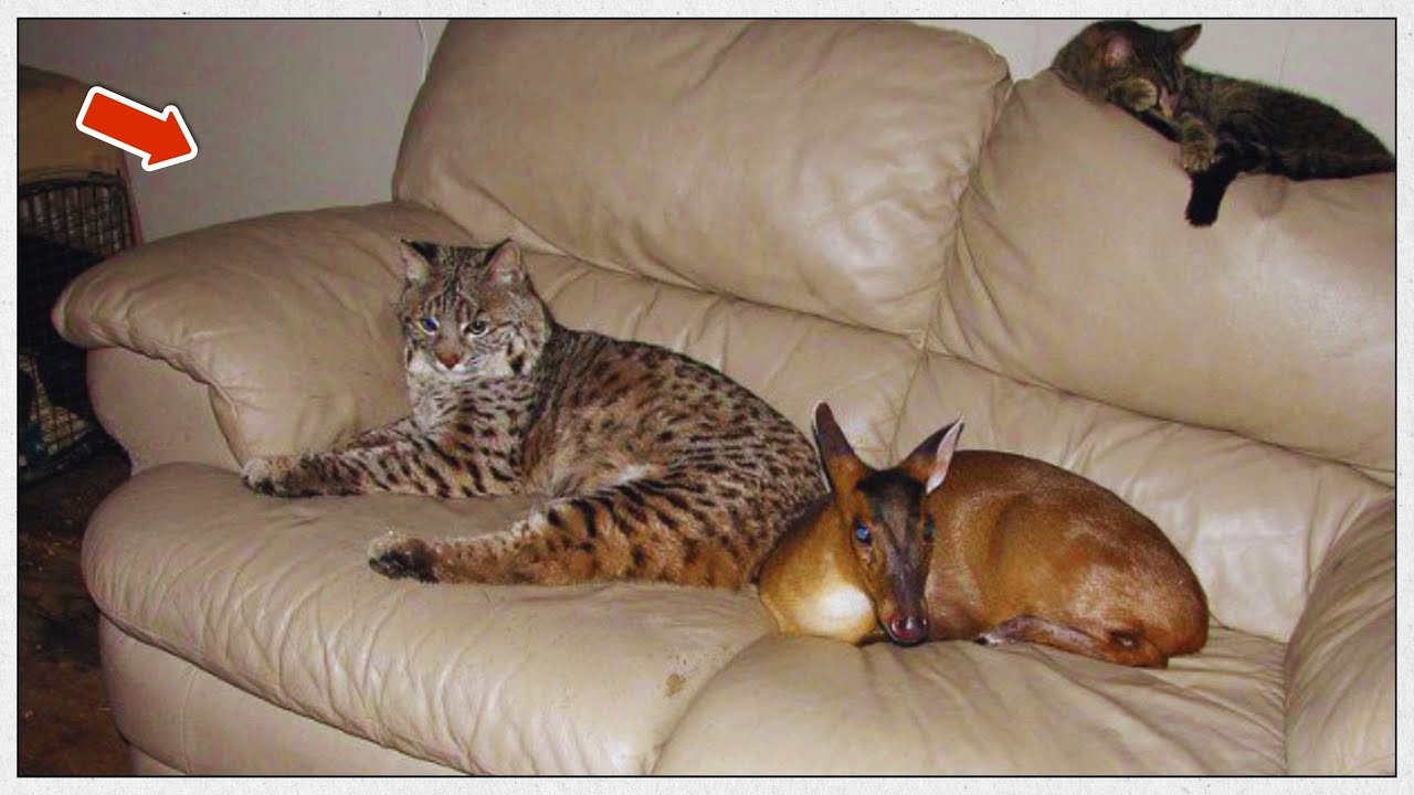 Rescuer Saves Baby Lynx and Fawn An Unlikely Friendship That Will Melt ...