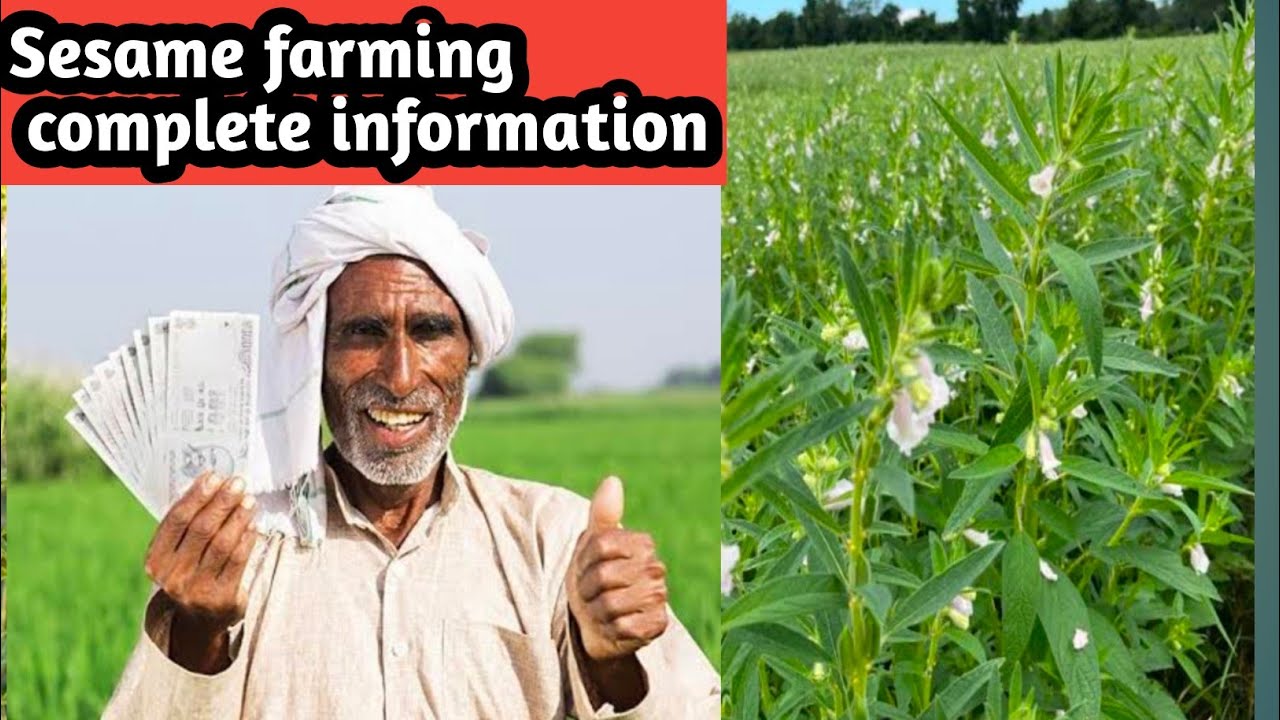 Sesame farming complete information A to Z || Mr plant||تل کی کاشت ...