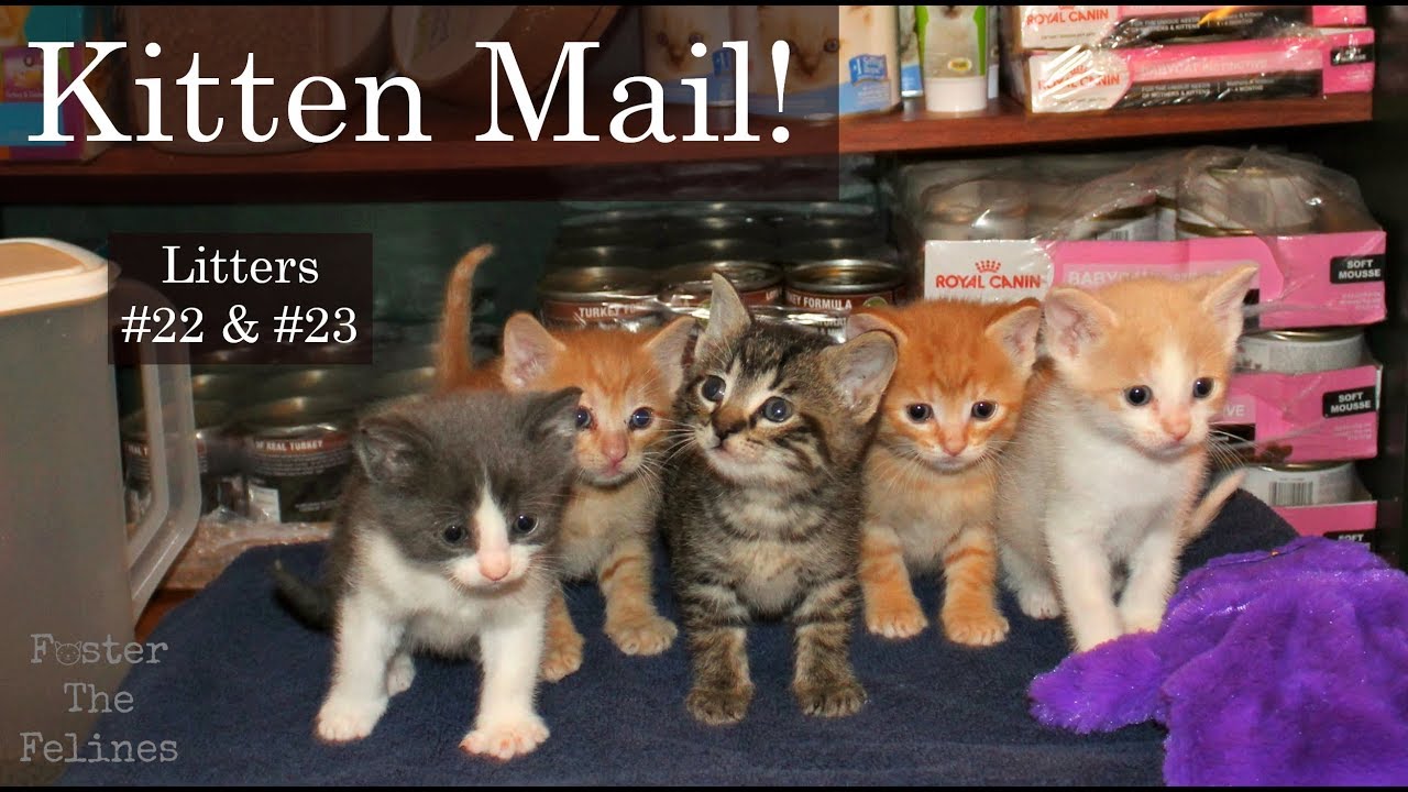 Kitten Mail! Playing Kittens, Gifts & Thank You's ~ Foster Litters #22 ...