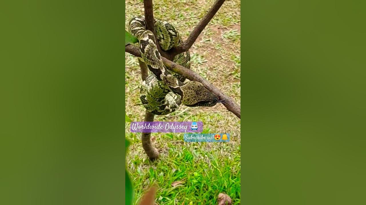 A rare green tree Python #python #nature #thrilling #animals #reptiles ...