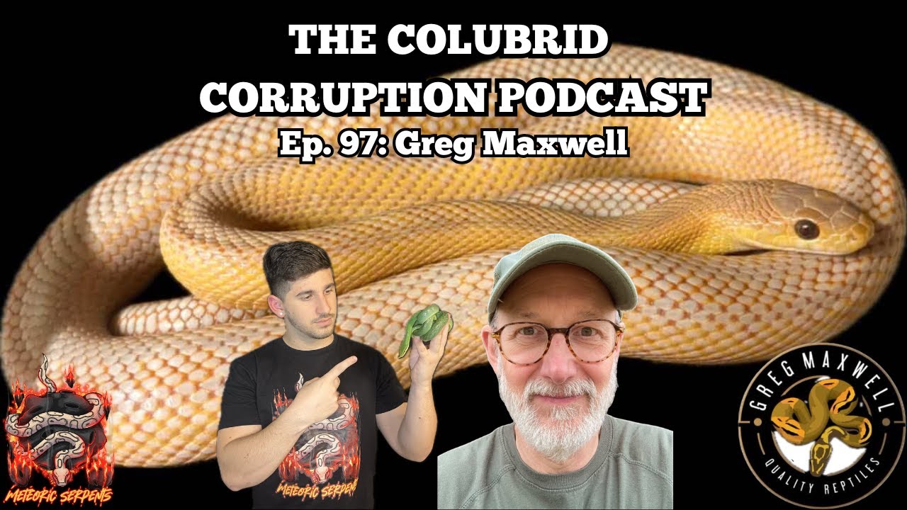 Hobby OG Leans into his Colubrid Roots w/ Greg Maxwell | The Colubrid ...