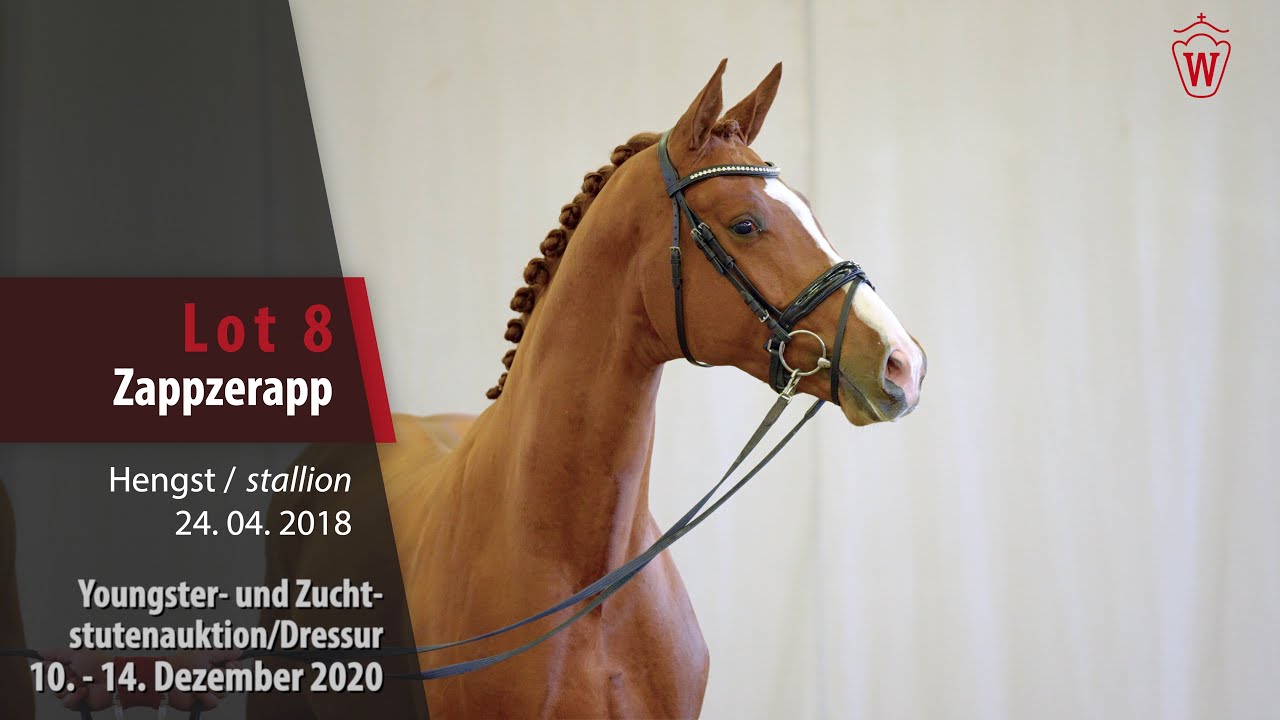 Youngster- und Zuchtstutenauktion/Dressur Lot 8 Zappzerapp Hengst v ...