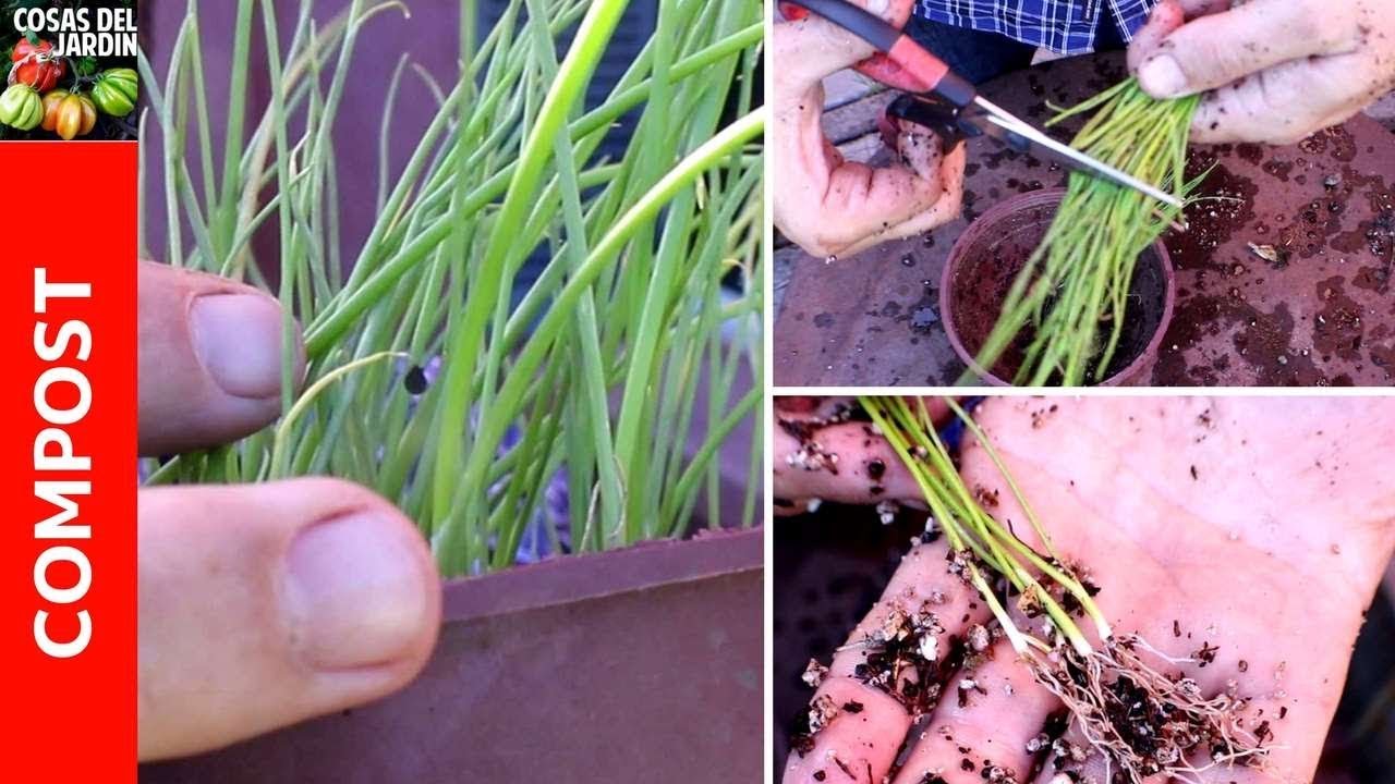 Como sembrar cebolla paso a paso Parte 2 - Transplante de plantines de ...