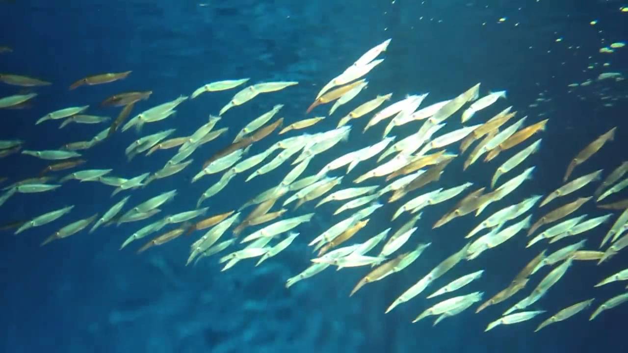 squid school - YouTube