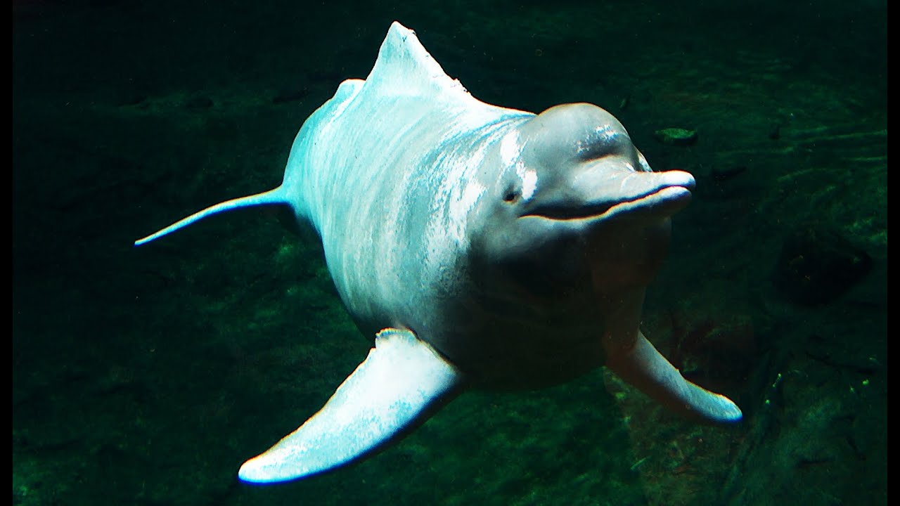 Amazonas-Delfin / Süßwasserdelfin im Zoo von Duisburg - YouTube