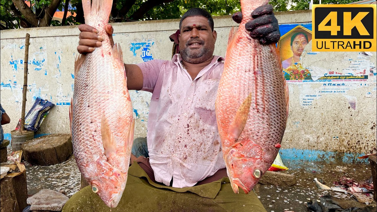 Manjal Mosadi fish cutting video/Fishcuttingrs #fishcuttingrs #kasimedu ...