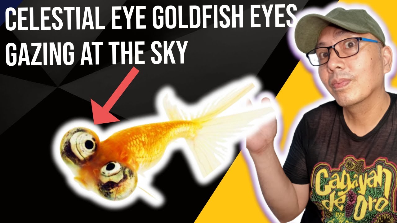 Celestial Eyed Goldfish